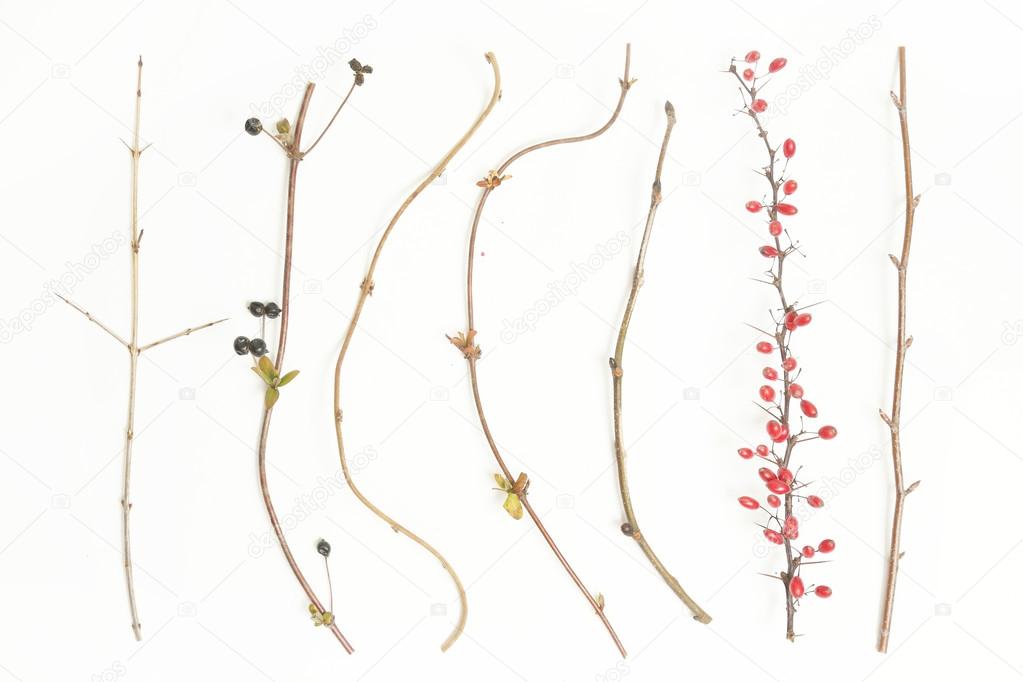 Different kind of twigs — Stock Photo © triocean2011 #62525751