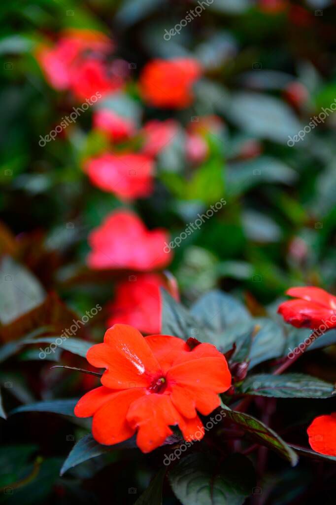 Flores delicadas de una adelfa rosa, Nerium oleander, florecieron en la ...