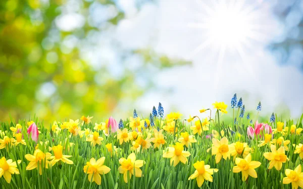 Spring Easter background — Stock Photo © alexraths #100239038
