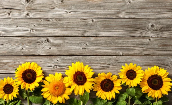 Sunflower Background Images