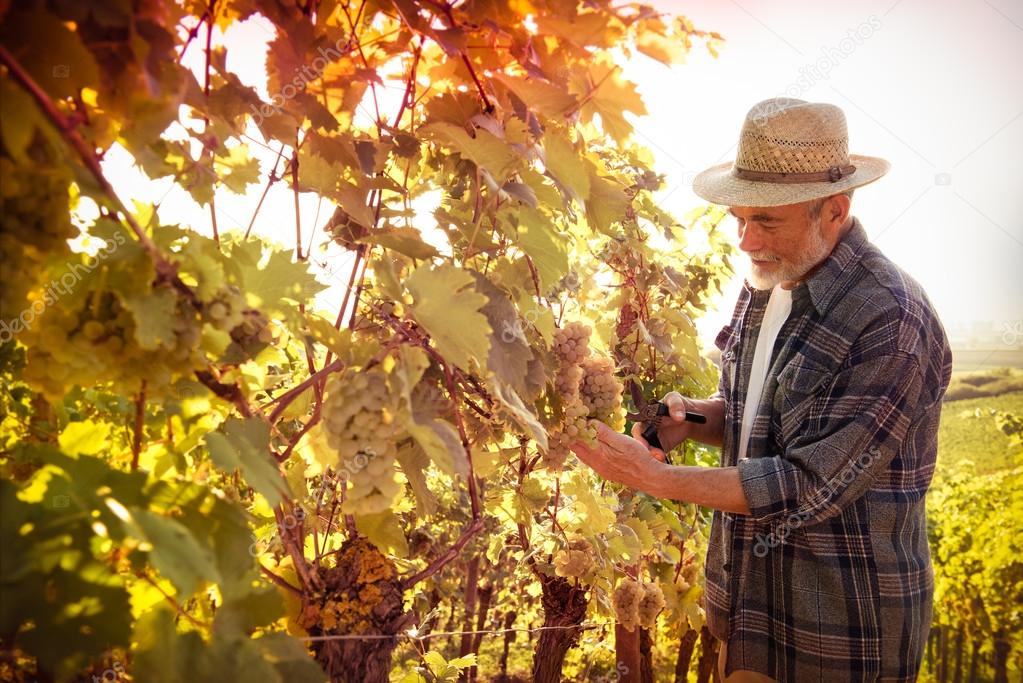 Man working in a vineyard — Stock Photo © alexraths #54755175