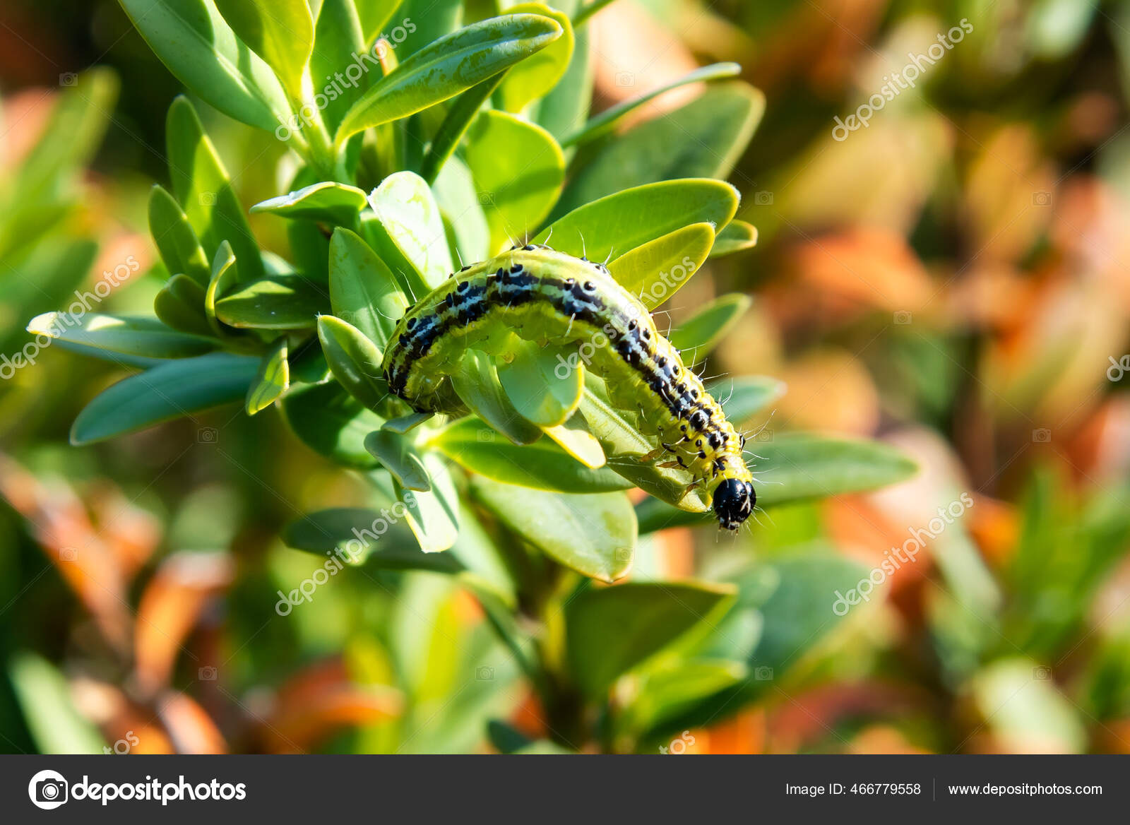Cydalima Perspectalis Caterpillar Box Tree Moth Stock Photo by ©ilfede ...