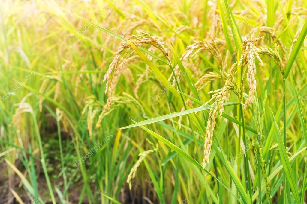 Paddy rice field, nature background Stock Photo by ©ilfede 85199096