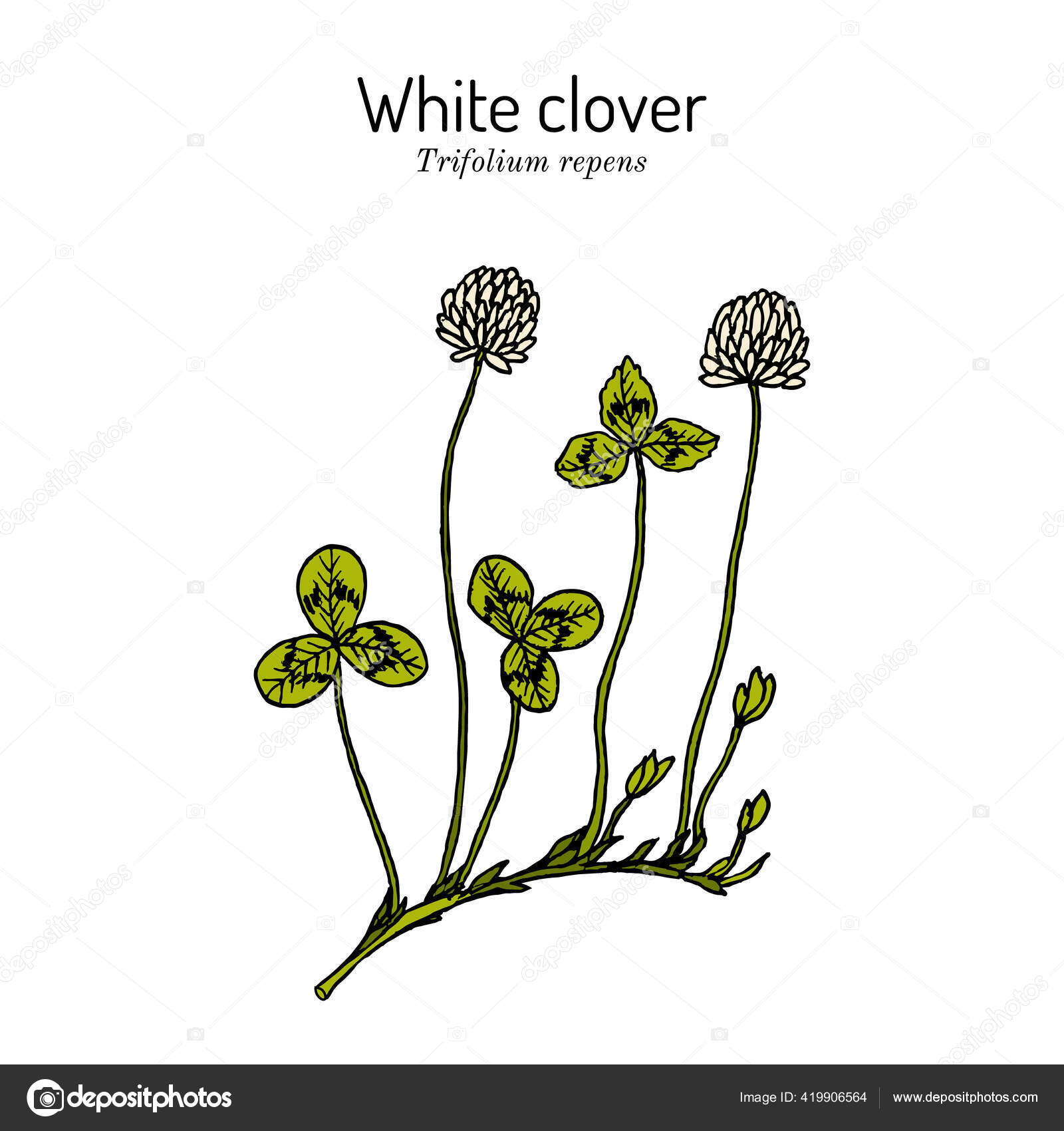 Epigaea Repens Drawing