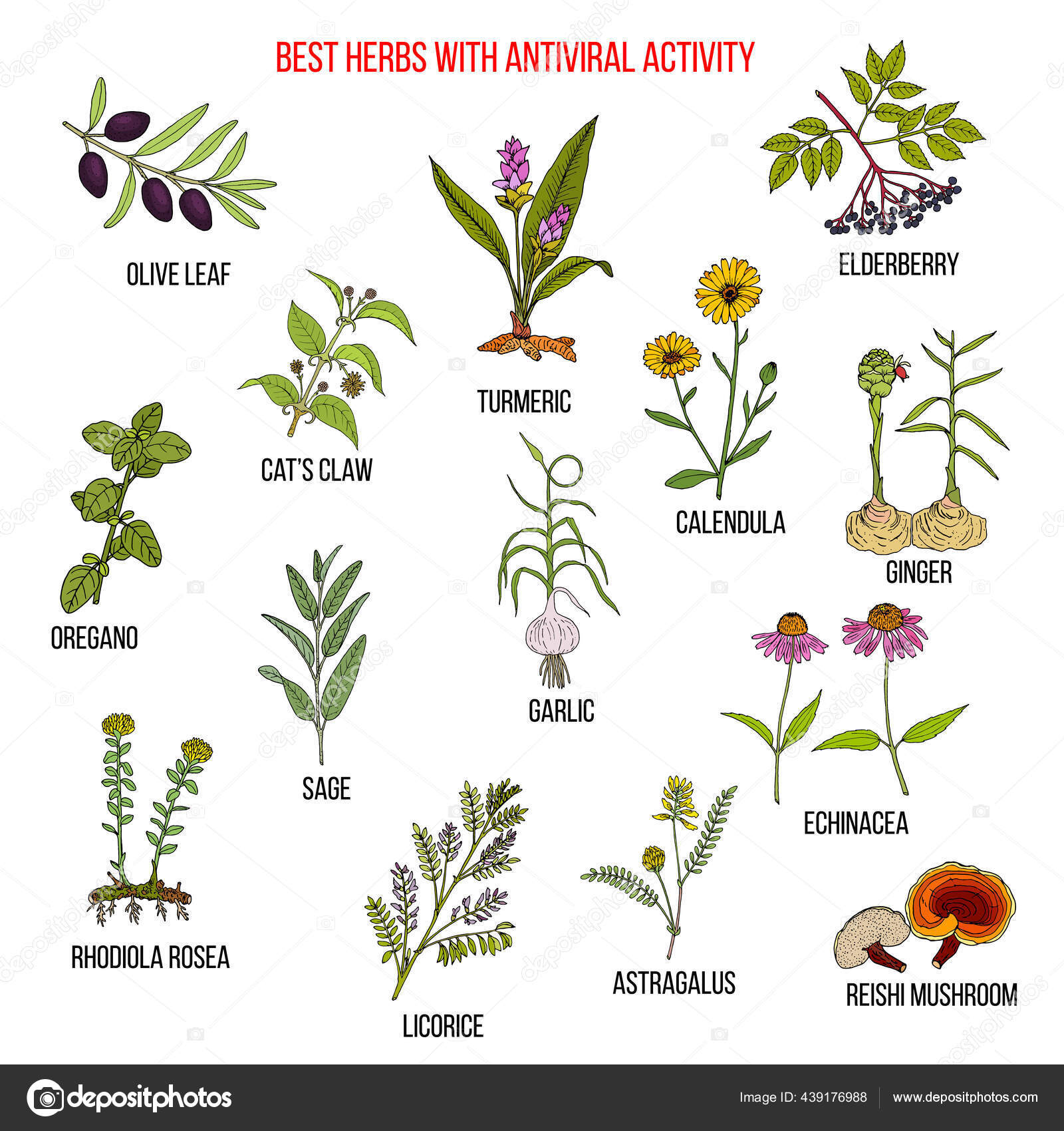 Best herbs with antiviral activity Stock Vector Image by ©Foxyliam ...