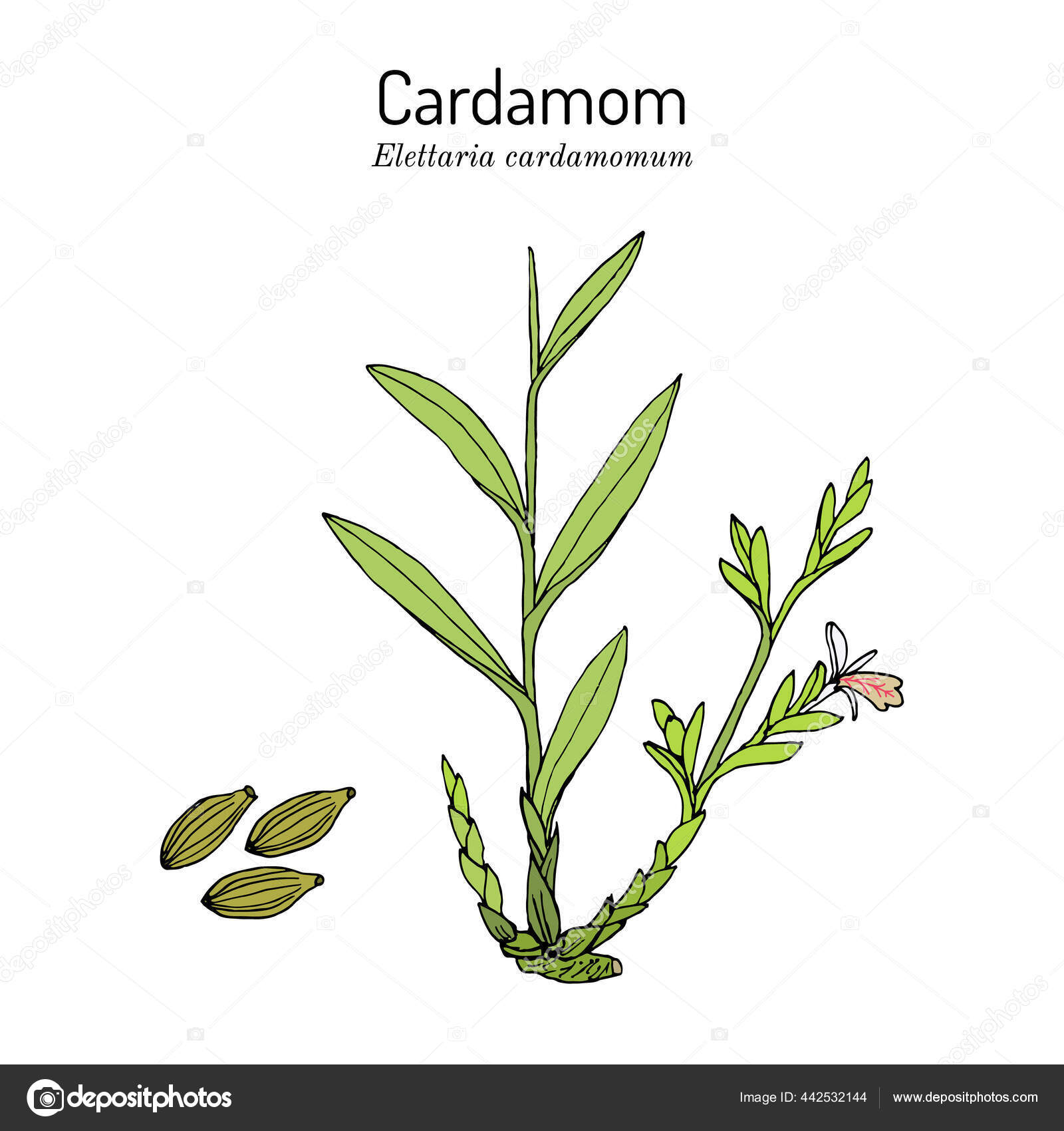Cardamom Plant Drawing