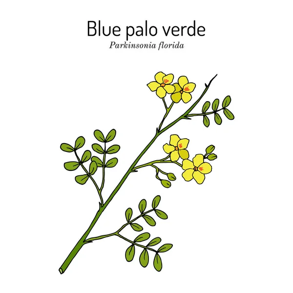 Palo verde tree Vector Art Stock Images | Depositphotos