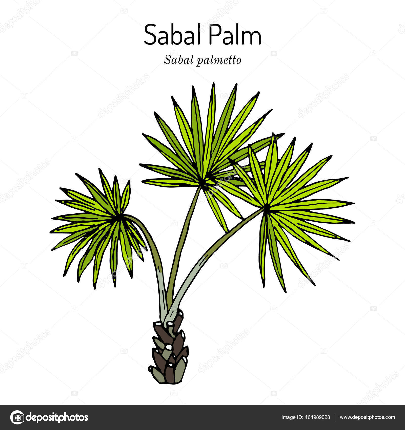 Sabal palm, or cabbage-palm Sabal palmetto Stock Vector by ©Foxyliam ...