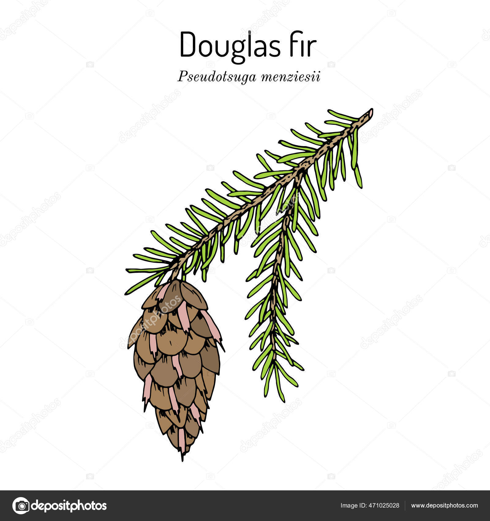 Douglas-fir Pseudotsuga menziesii , state tree of Oregon Stock Vector ...