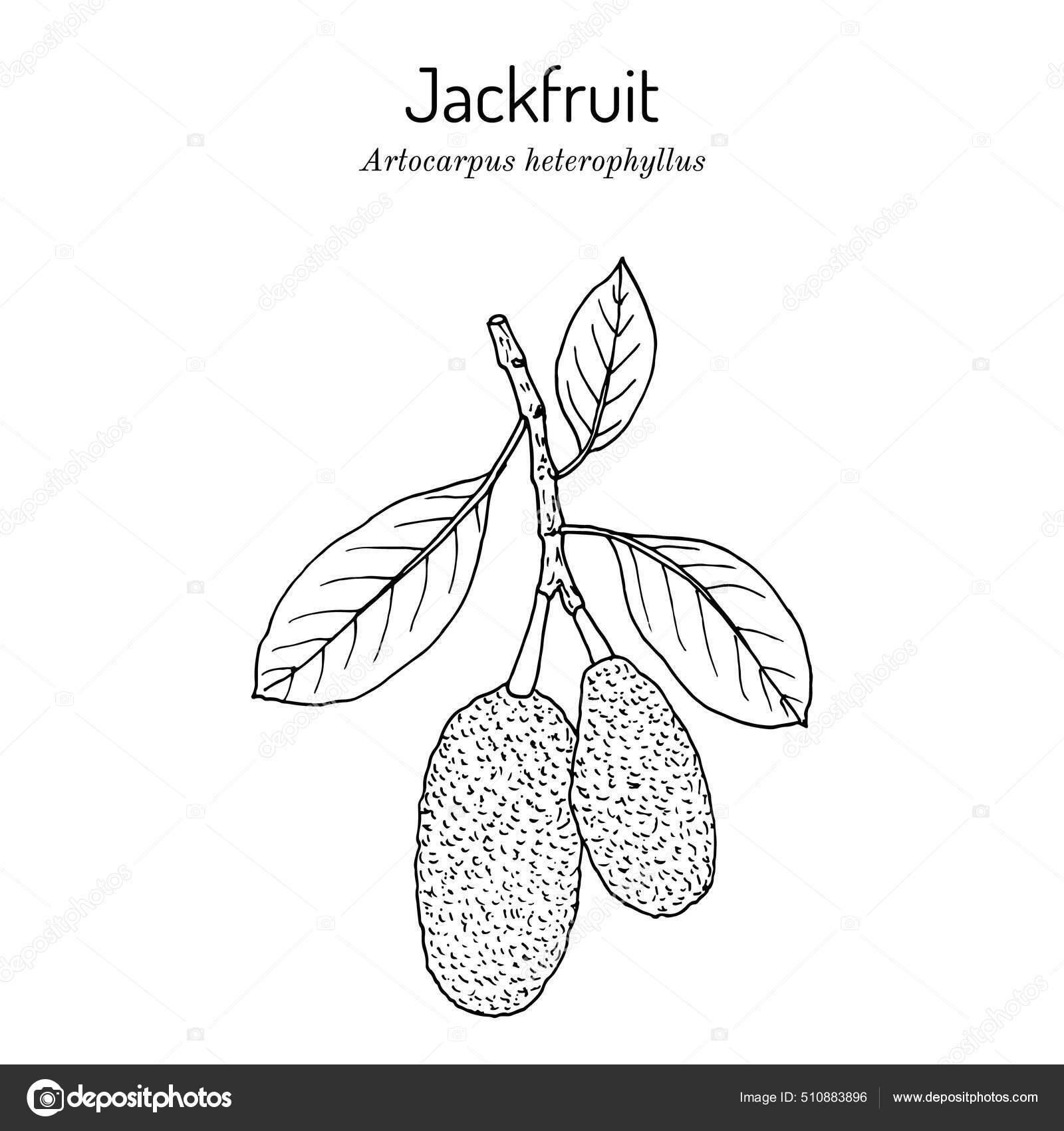 Jackfruit Tree Drawing