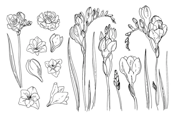 Freesia line drawing Vector Art Stock Images | Depositphotos