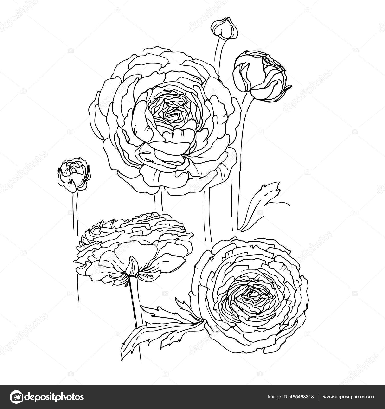 Persian Buttercup Drawing