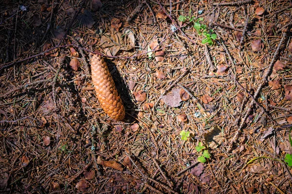 Cono del pino gigante fotos de stock, imágenes de Cono del pino gigante ...