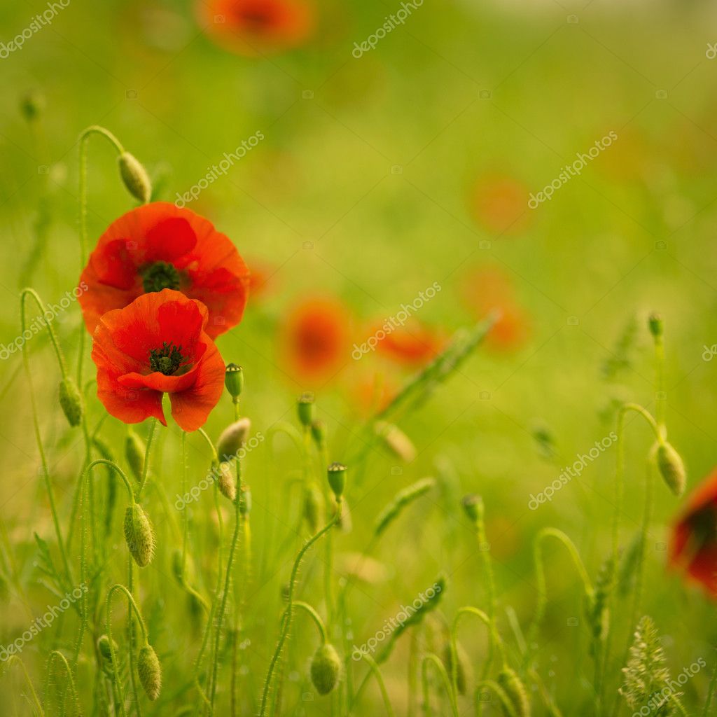 Poppy Field in Spring, flower background Stock Photo by ©Olivier26 ...