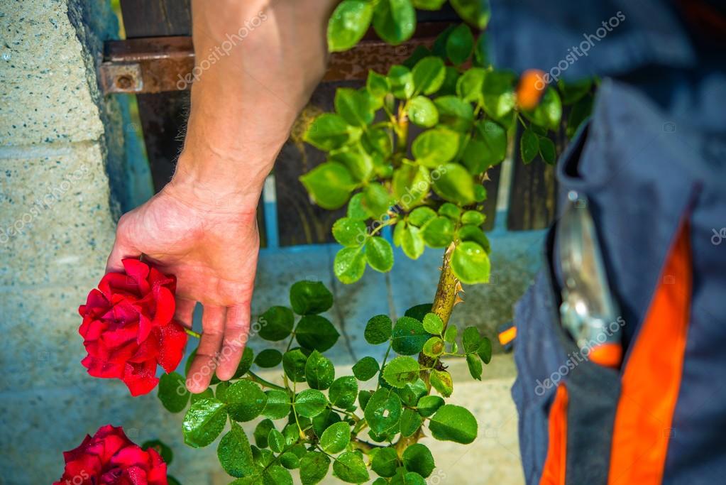 Taking Care of Roses Stock Photo by ©welcomia 82863458