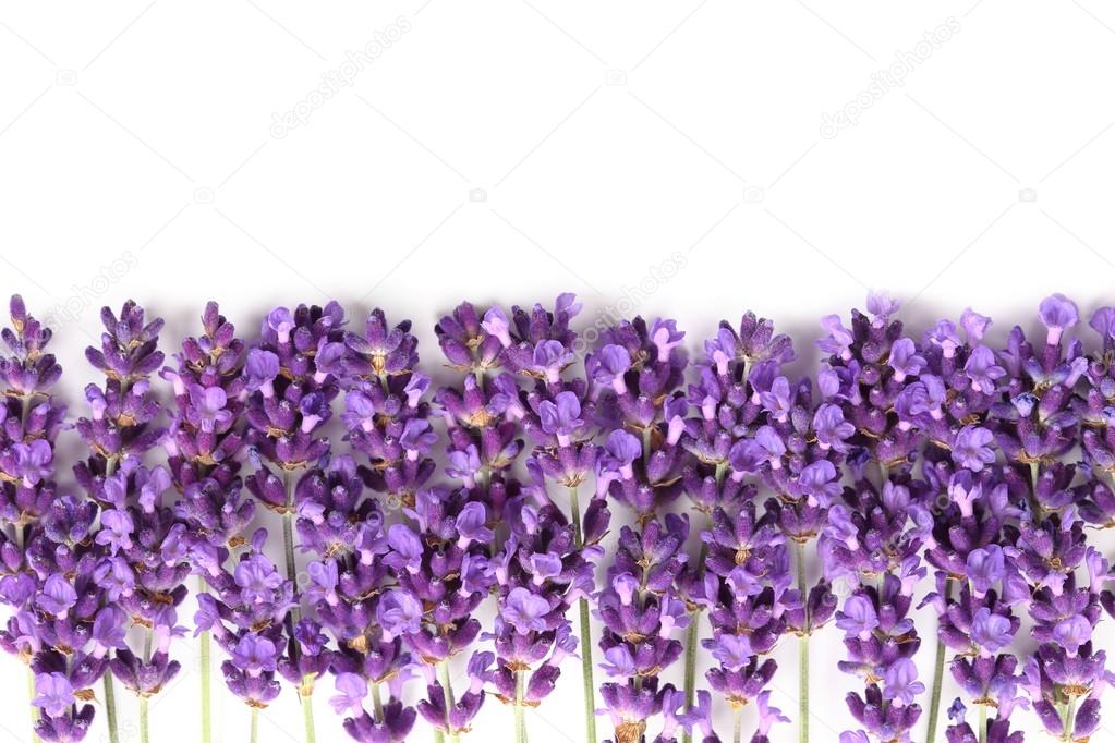 Frame with lavender Stock Photo by ©fotokris44 80082752