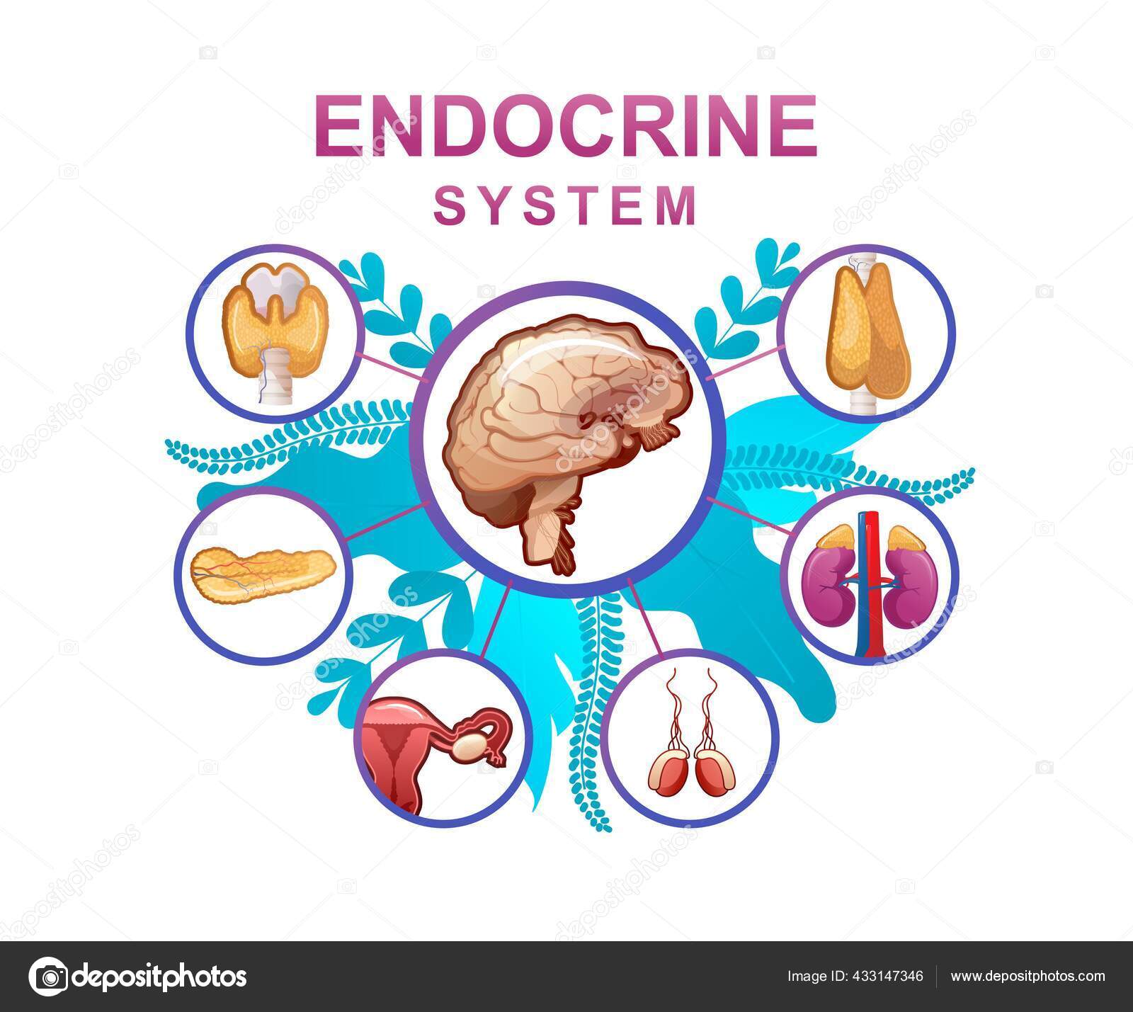 Sistema Endocrino Humano Glándulas Ubicación Vector Información Corporal Ilustración Para Vector ...