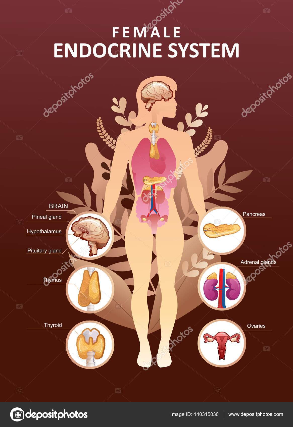 Póster órganos del sistema endocrino humano Vector de stock #440315030 ...