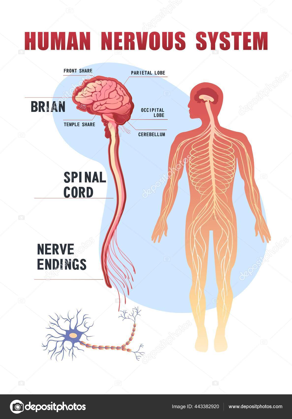 Nerve Endings In The Brain