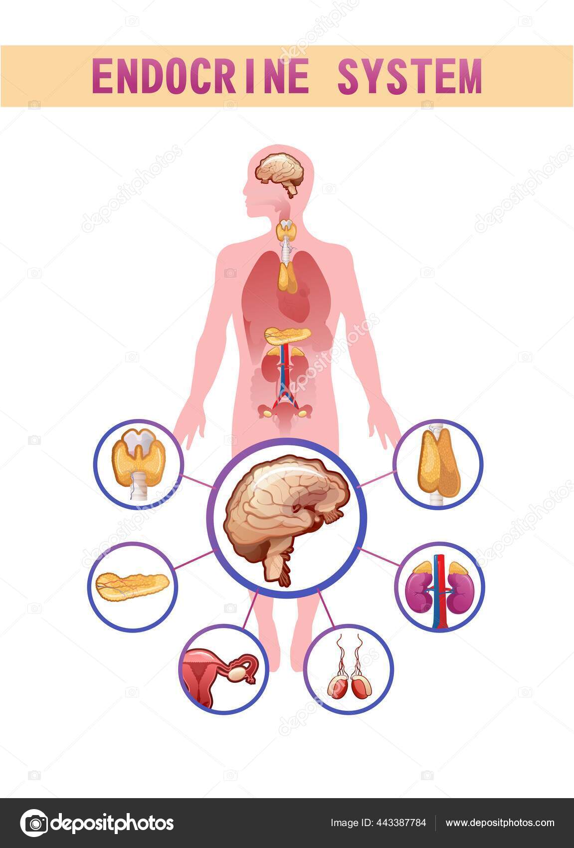 Glandes Du Système Endocrinien