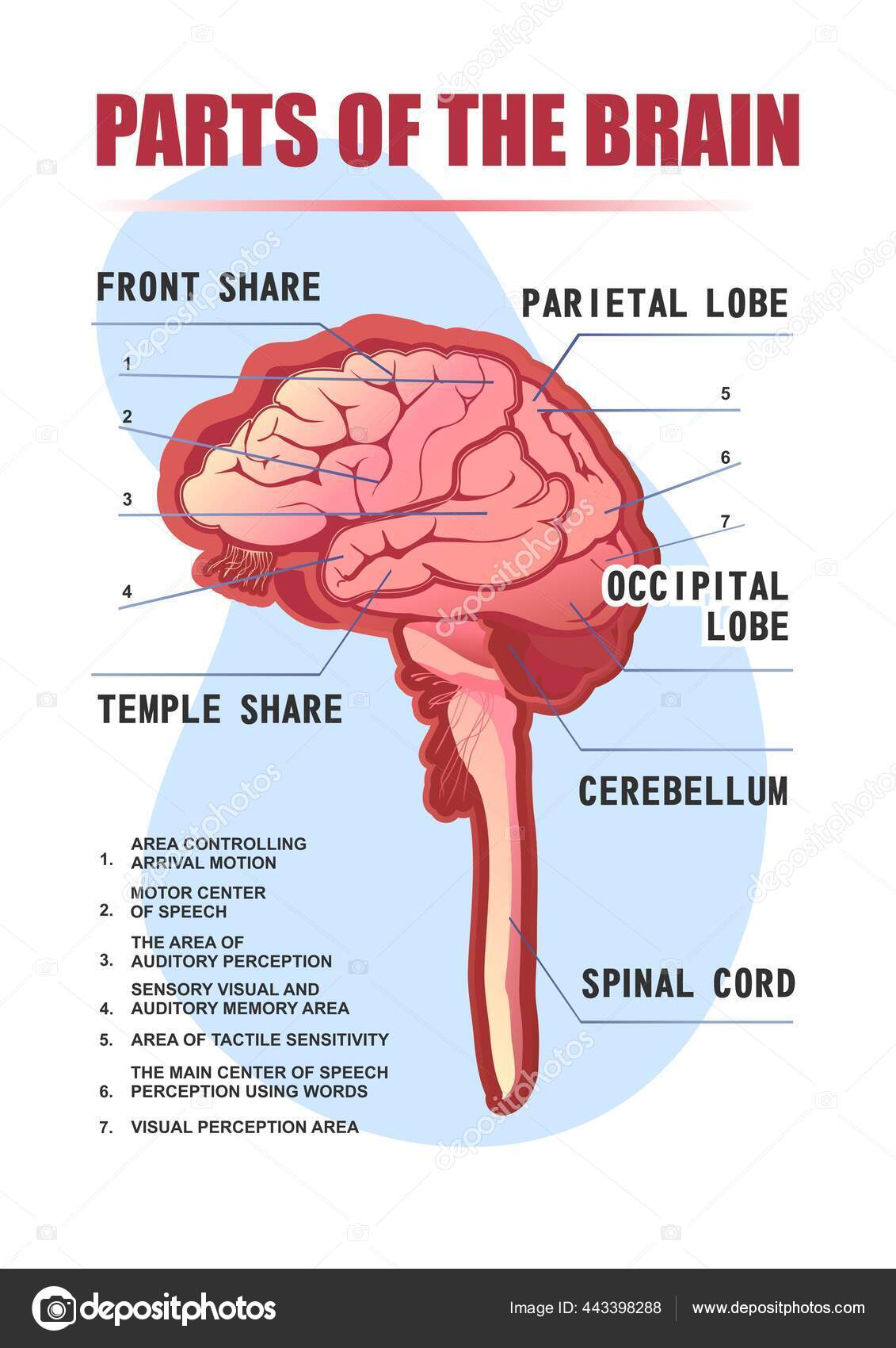 Brain Parts Poster