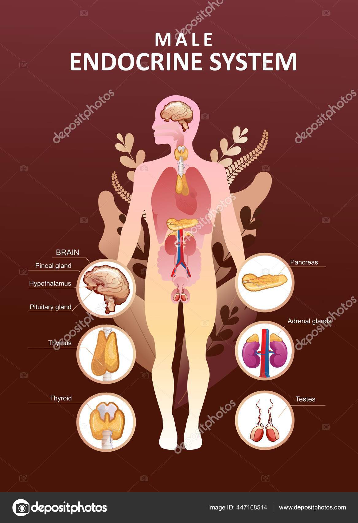 Educational Vertical Poster Endocrine System Training Vector ...