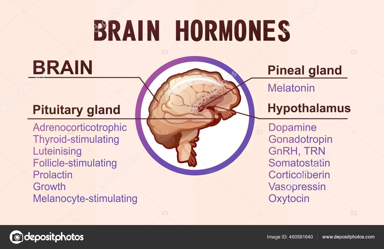 Human Brain Hormones Information Poster Stock Vector By ©marrishuannna 460581640