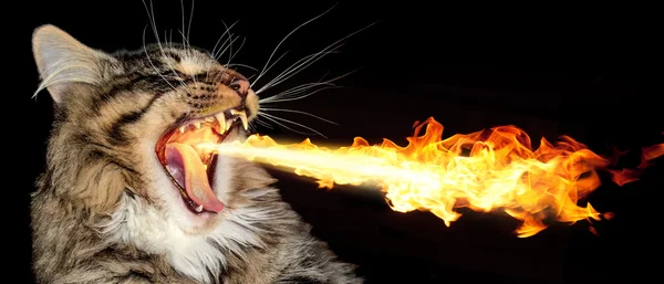 Fire cat Stock Photos, Royalty Free Fire cat Images | Depositphotos
