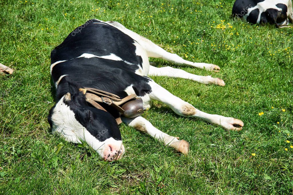 La vaca lechera duerme acostada sobre la hierba del pasto en verano 2023