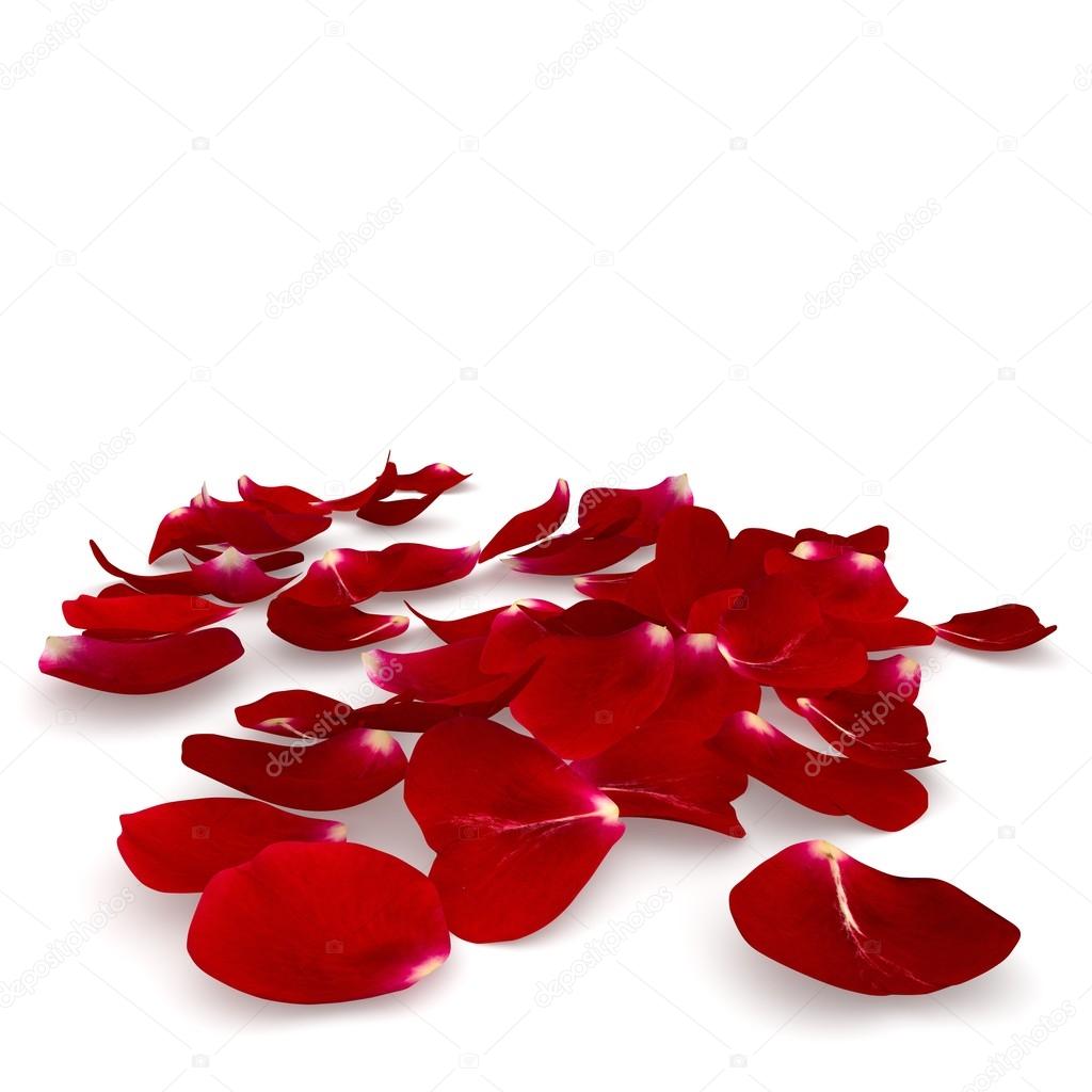 Dark Red Rose Petals