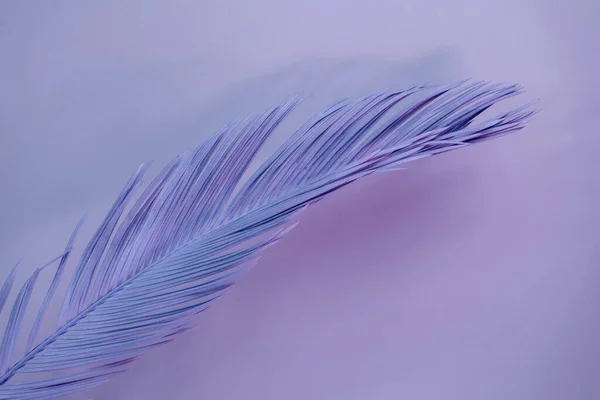 Pluma lila fotos de stock, imágenes de Pluma lila sin royalties ...