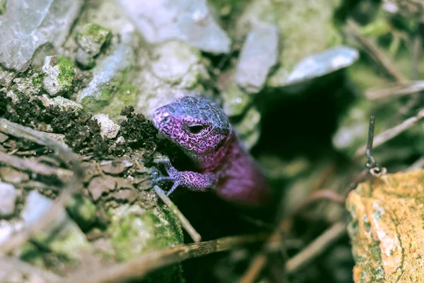 Philippines lizard Stock Photos, Royalty Free Philippines lizard Images ...