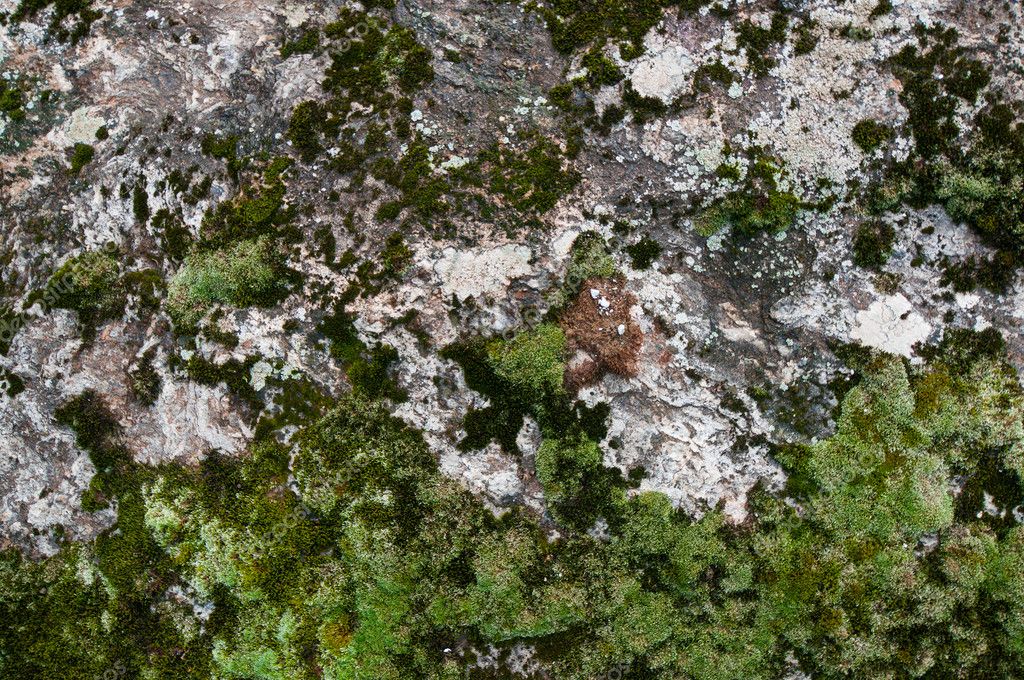 Mossy stone texture — Stock Photo © vefimov #121000846