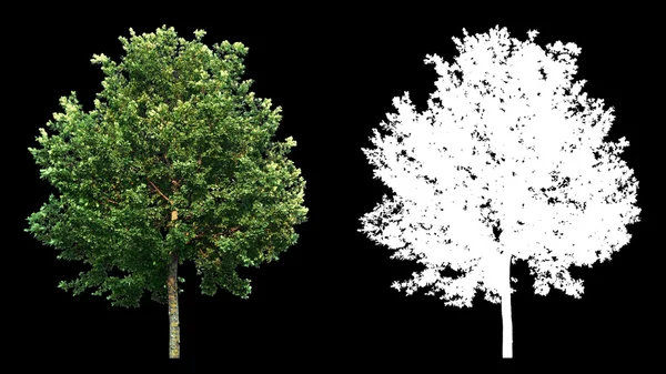 Tree alpha Images - Search Images on Everypixel