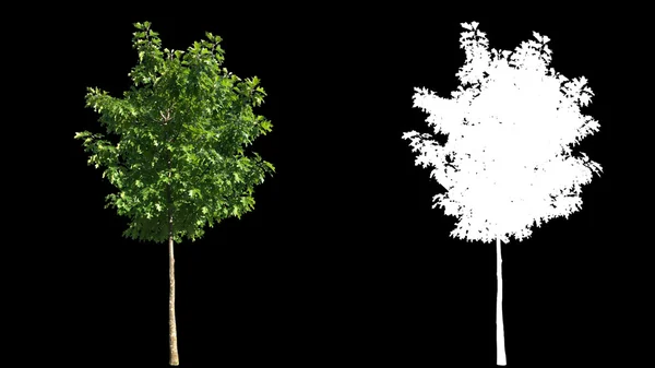 Tree alpha Images - Search Images on Everypixel