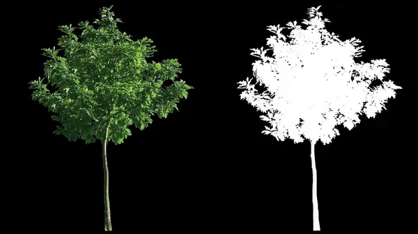 Tree alpha Pictures, Tree alpha Stock Photos & Images | Depositphotos®