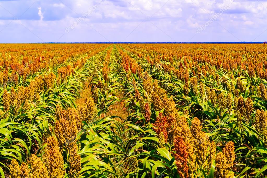 Plantas de sorgo en Botswana: fotografía de stock © mark52 #78689604 ...