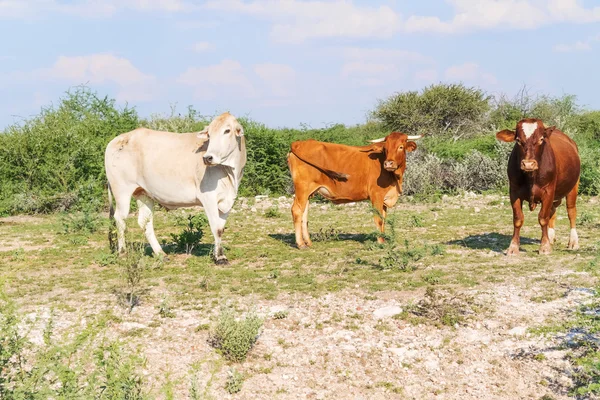 Israel cattle Stock Photos, Royalty Free Israel cattle Images ...
