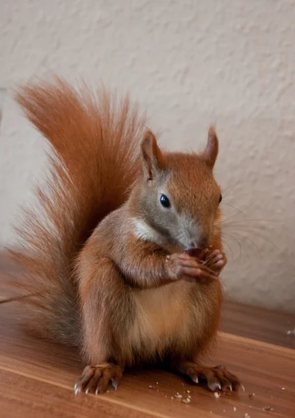 Albert squirrel Stock Photos, Royalty Free Albert squirrel Images ...