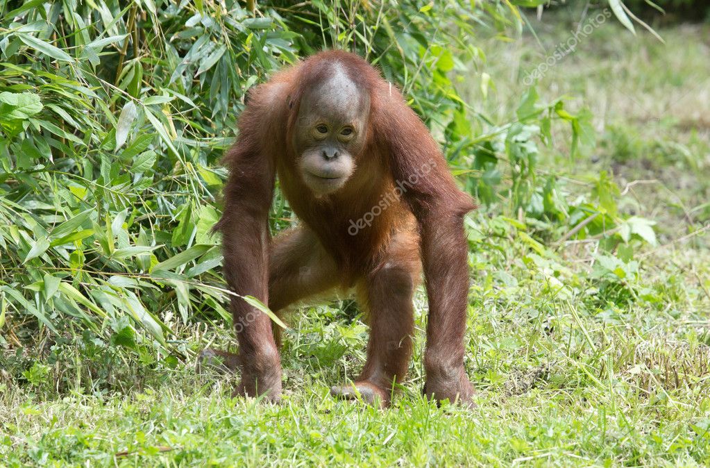 Cute little chimp — Stock Photo © metalmaus #65094081