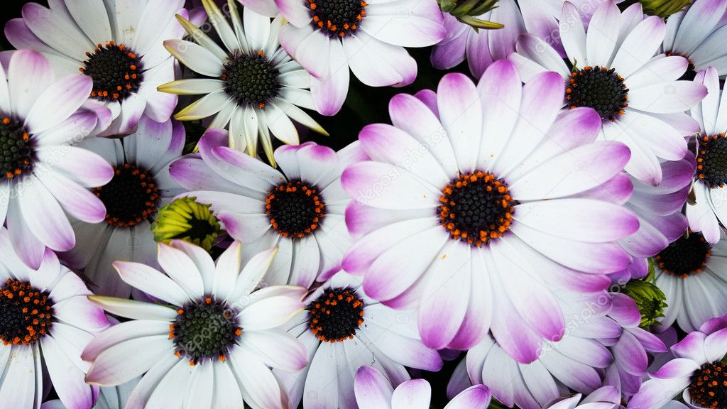 Magenta color flowers Stock Photo by ©muro 110241324