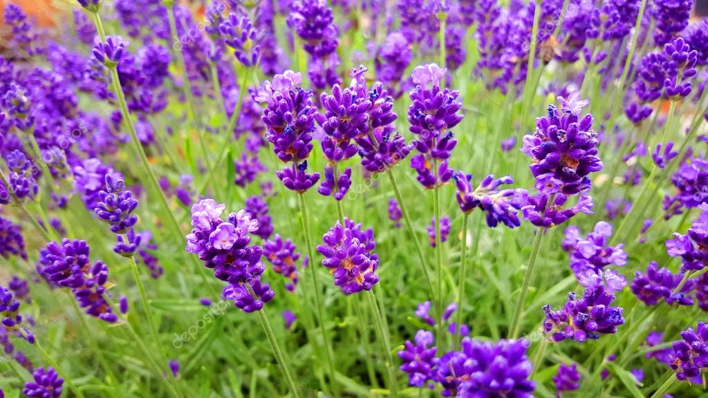 Hermosa imagen de lavanda: fotografía de stock © muro #114025564 ...