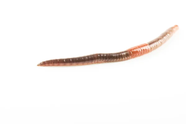 Worm pair Stock Photos, Royalty Free Worm pair Images | Depositphotos