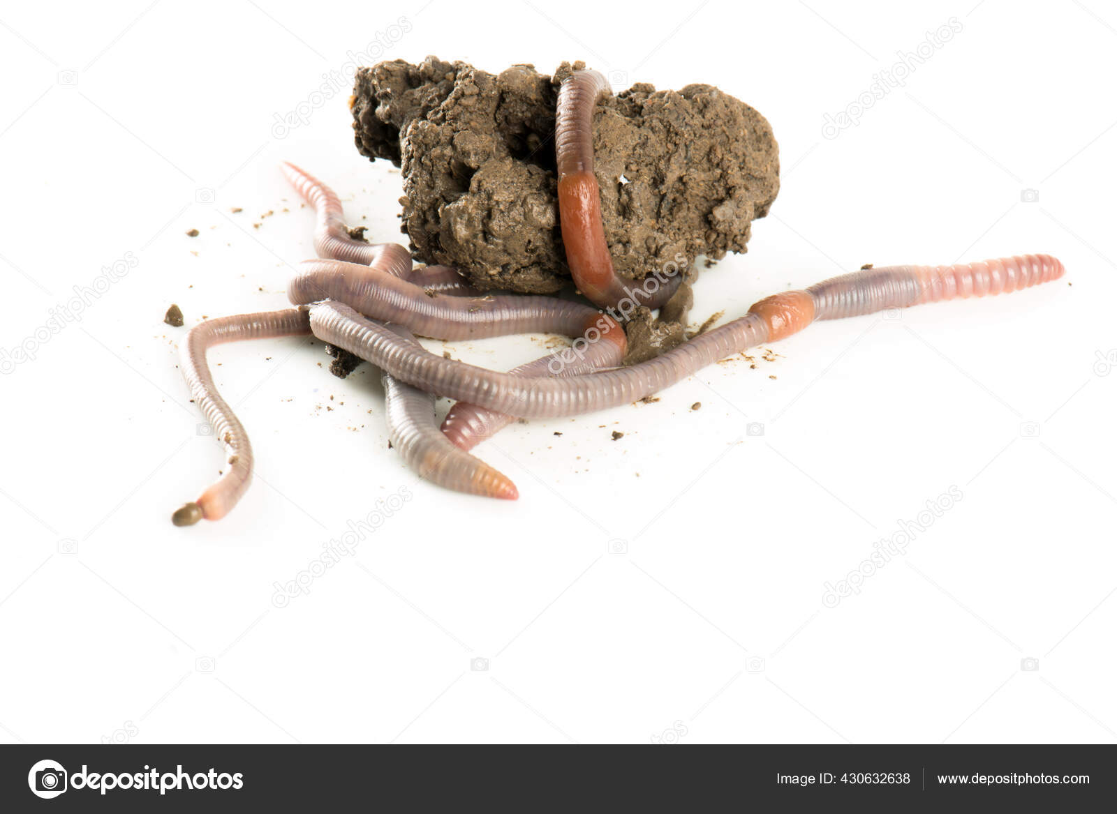 Earthworm Dendrobena Symbolically Dissolving Infinity Symbol — Stock ...