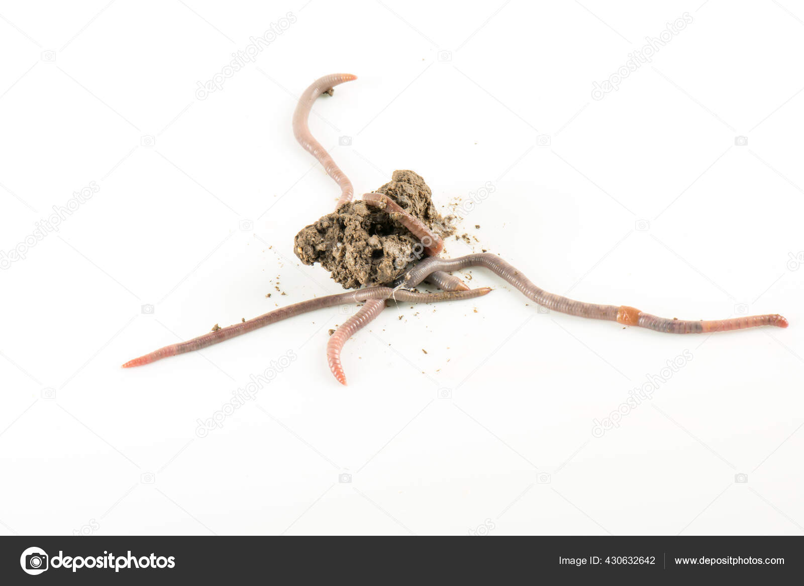 Earthworm Dendrobena Symbolically Dissolving Infinity Symbol Stock ...