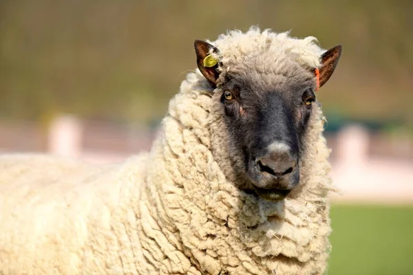 Clun Forest Sheep Breed Stock Photo by ©muro 360686120