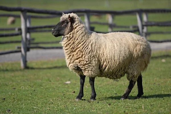 Clun Forest Sheep Breed Stock Photo by ©muro 360686120