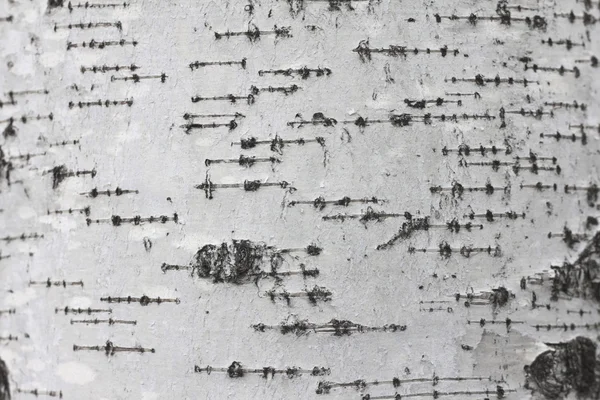 Birch bark texture background paper - Stock Image - Everypixel