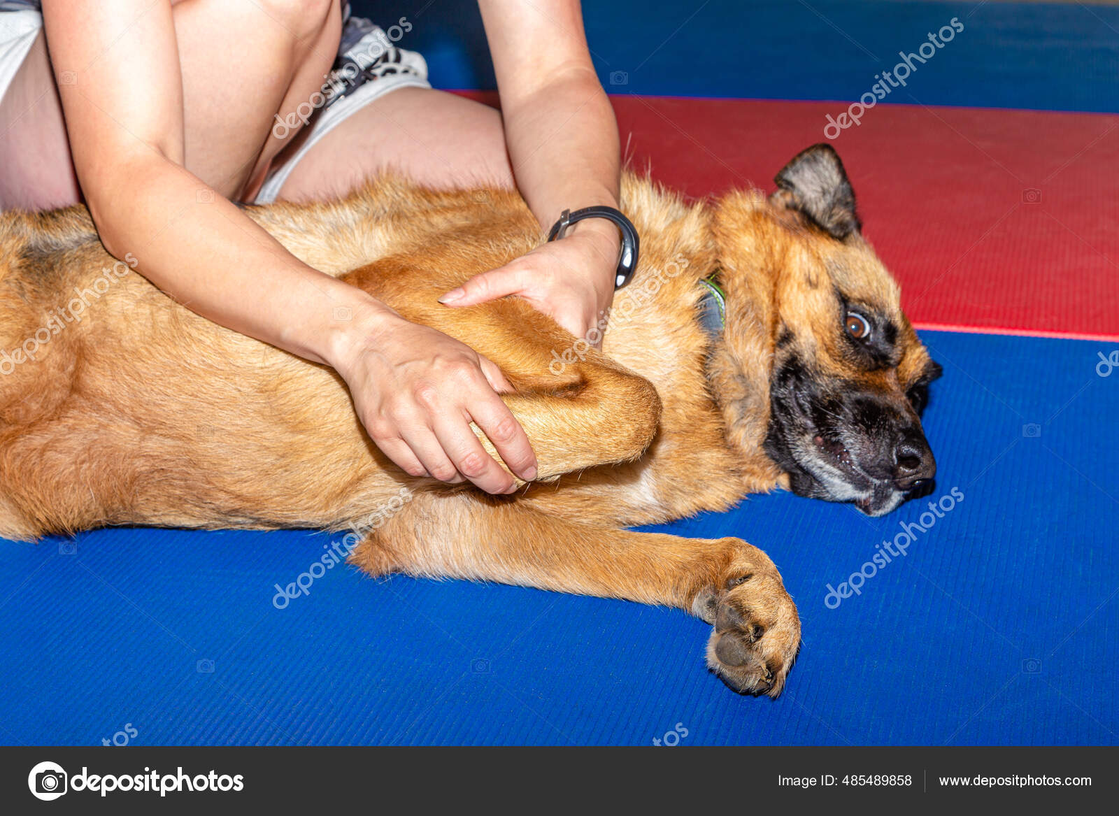 Treatment Front Leg German Shepherd Dog — Stock Photo © ms-grafixx ...