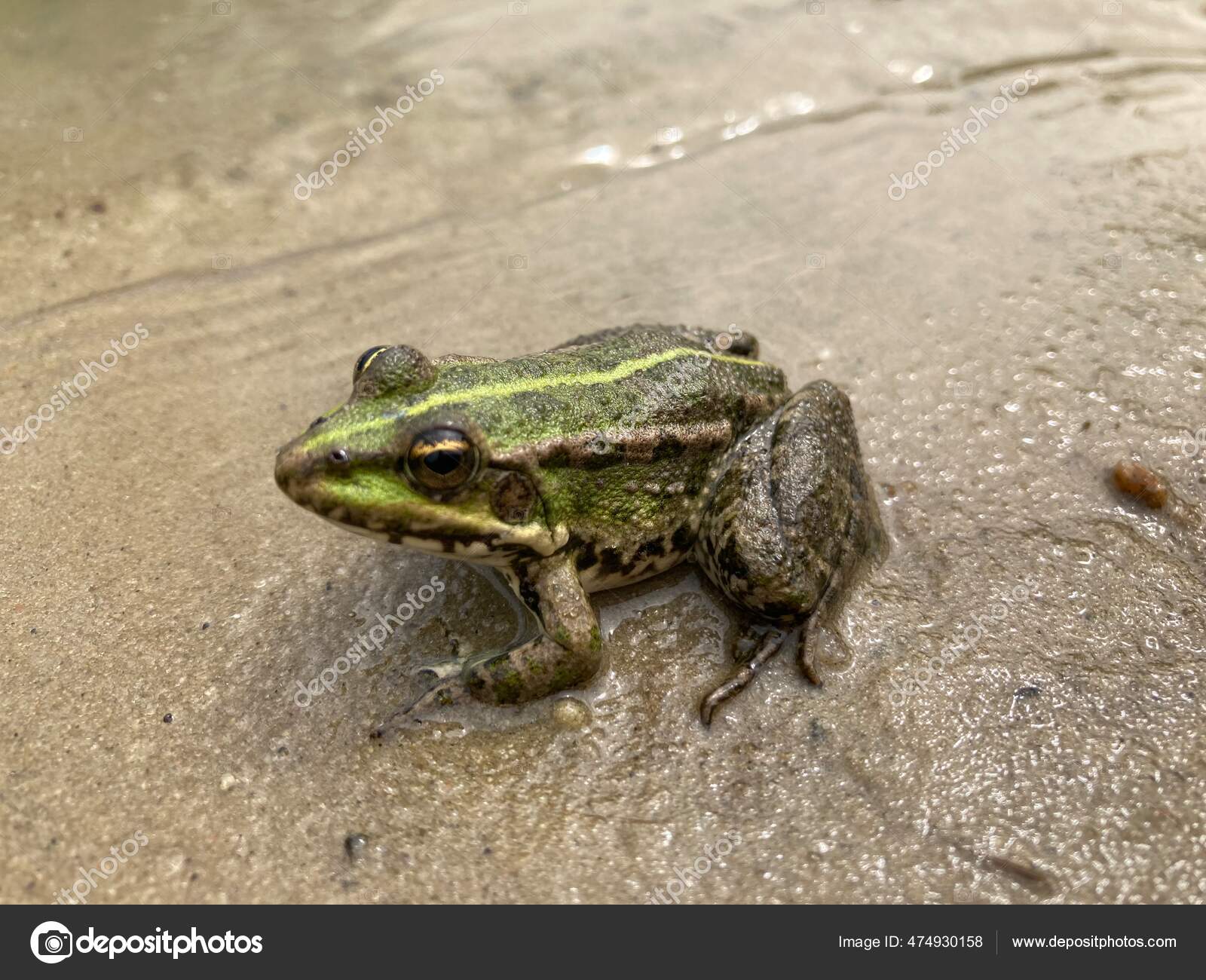 Rana Río Color Esmeralda Río — Foto de stock #474930158 © julia0501